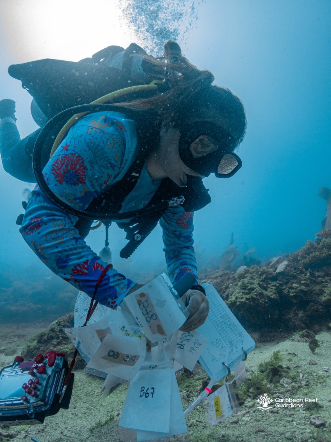 Hidden coral diversity in Tela Bay? A closer look at our local reefs ...